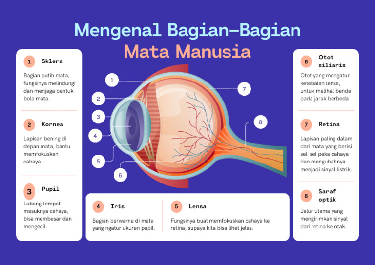 Anatomi dan Fungsi Bagian Mata Manusia | PDF