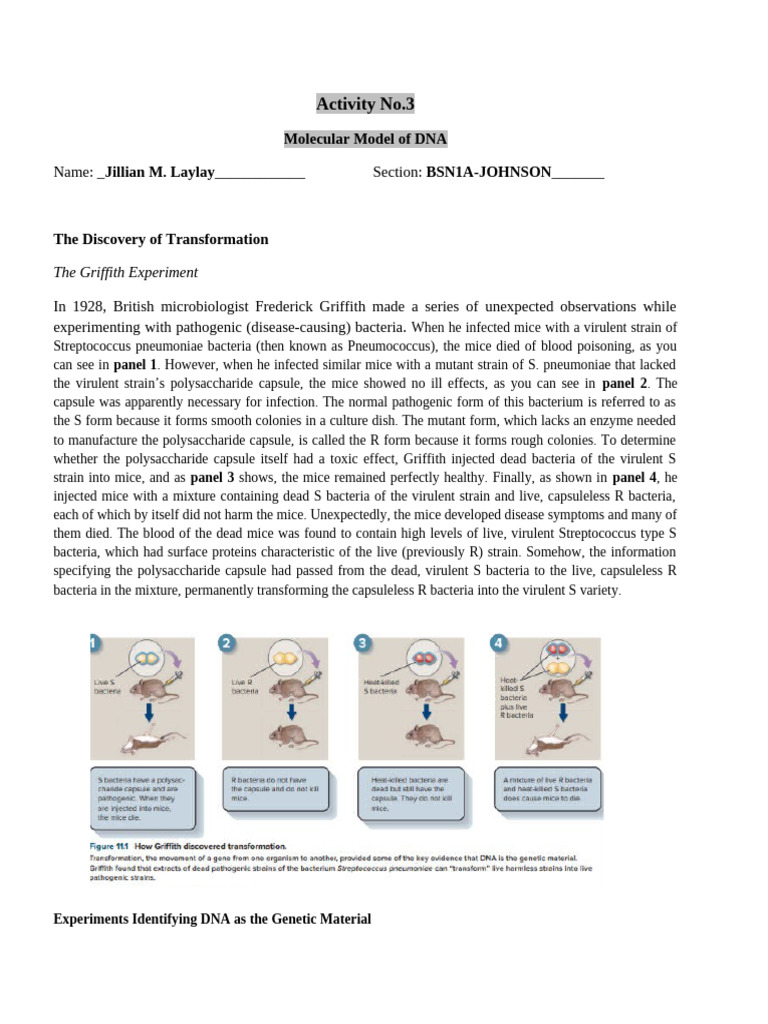Labeled DNA Molecule in Experiments | PDF | Dna Replication | Dna