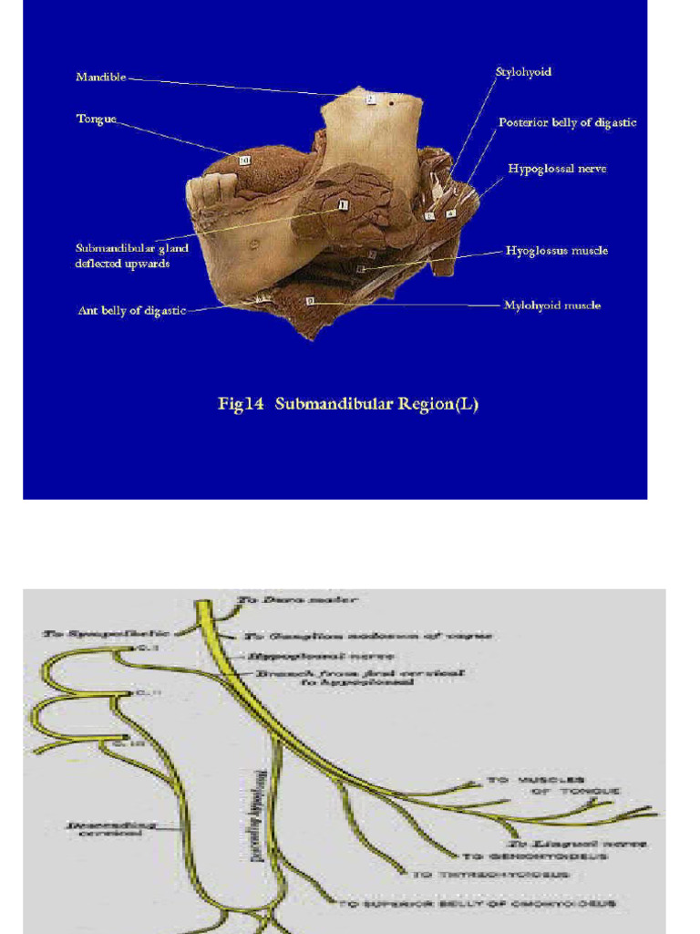 Submandibular Region | PDF