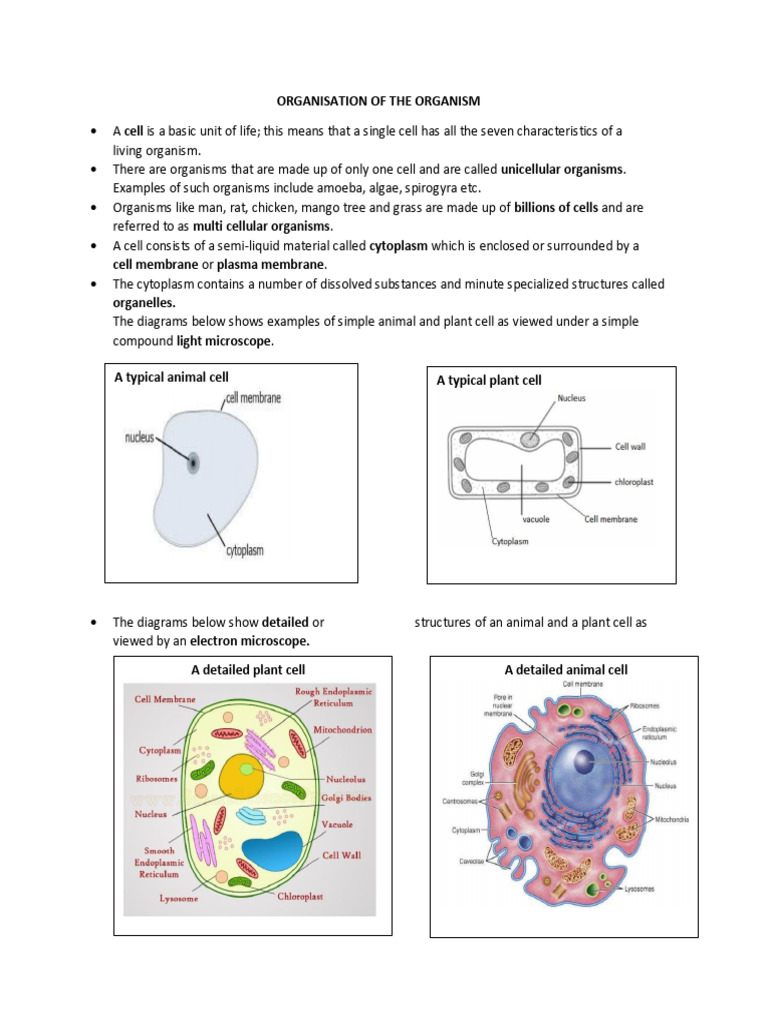 Organisation of Organisms Igcse | PDF | Cell (Biology) | Cytoplasm