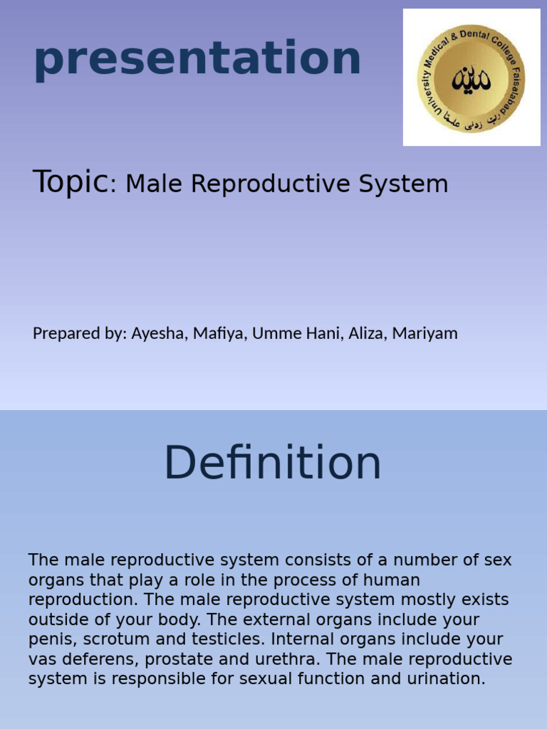 Overview Of Male Reproductive System Pdf Prostate Testicle