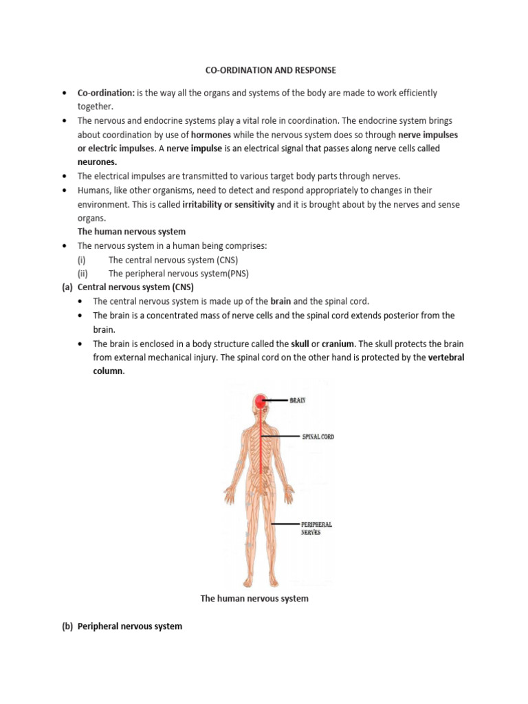 Human Nervous System Coordination Overview | PDF | Chemical Synapse ...