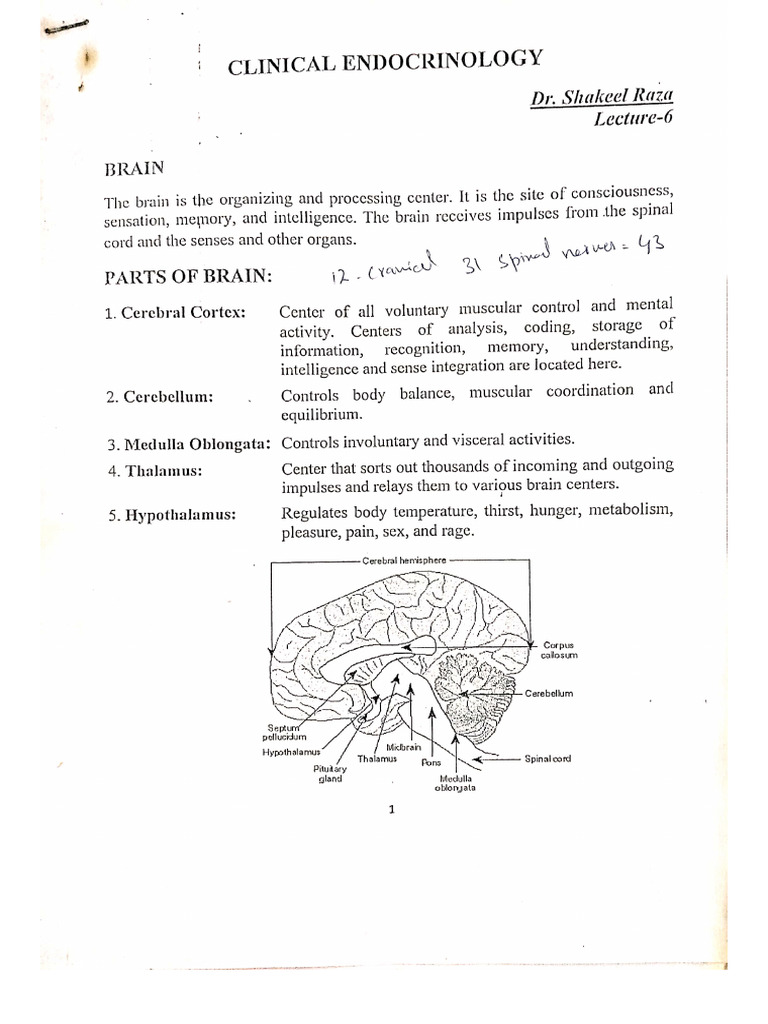 Endocrinology 7 | PDF