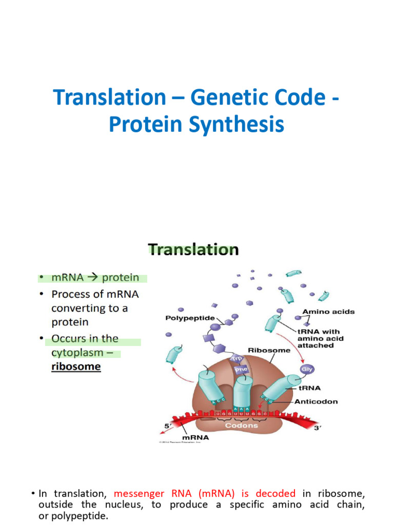 Lecture 5a. Genetic Code and Translation | PDF | Translation (Biology) | Ribosome