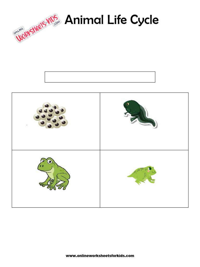 Animal Life Cycle Worksheets For 1st Grade 3 | PDF
