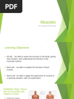 GCSE PE Muscular System Revision Guide | PDF | Anatomical Terms Of ...