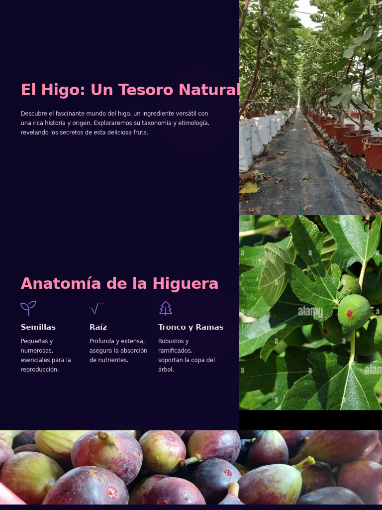 Historia y Taxonomía del Higo | PDF