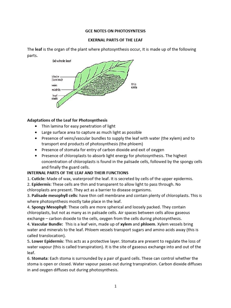 Understanding Photosynthesis Basics | PDF | Leaf | Photosynthesis