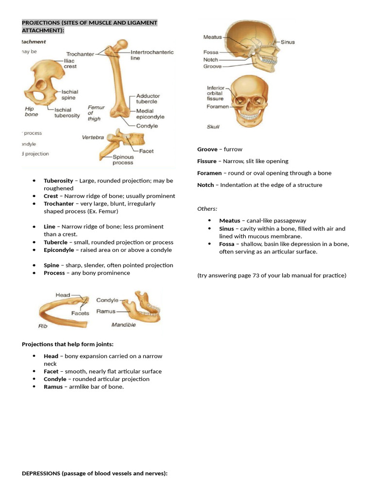 Bone Projections and Depressions Overview | PDF