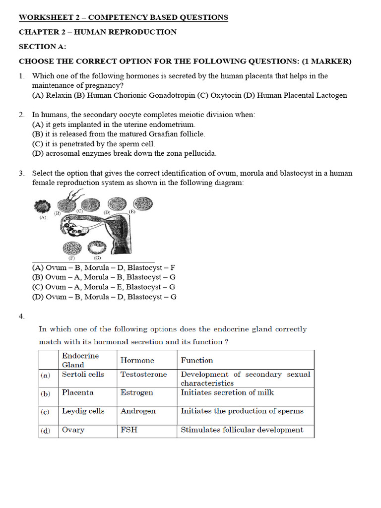 Worksheet 2 - Human Reproduction | PDF | Menstrual Cycle | Mammal ...