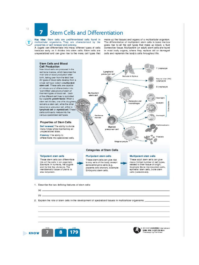 Stem Cells | PDF
