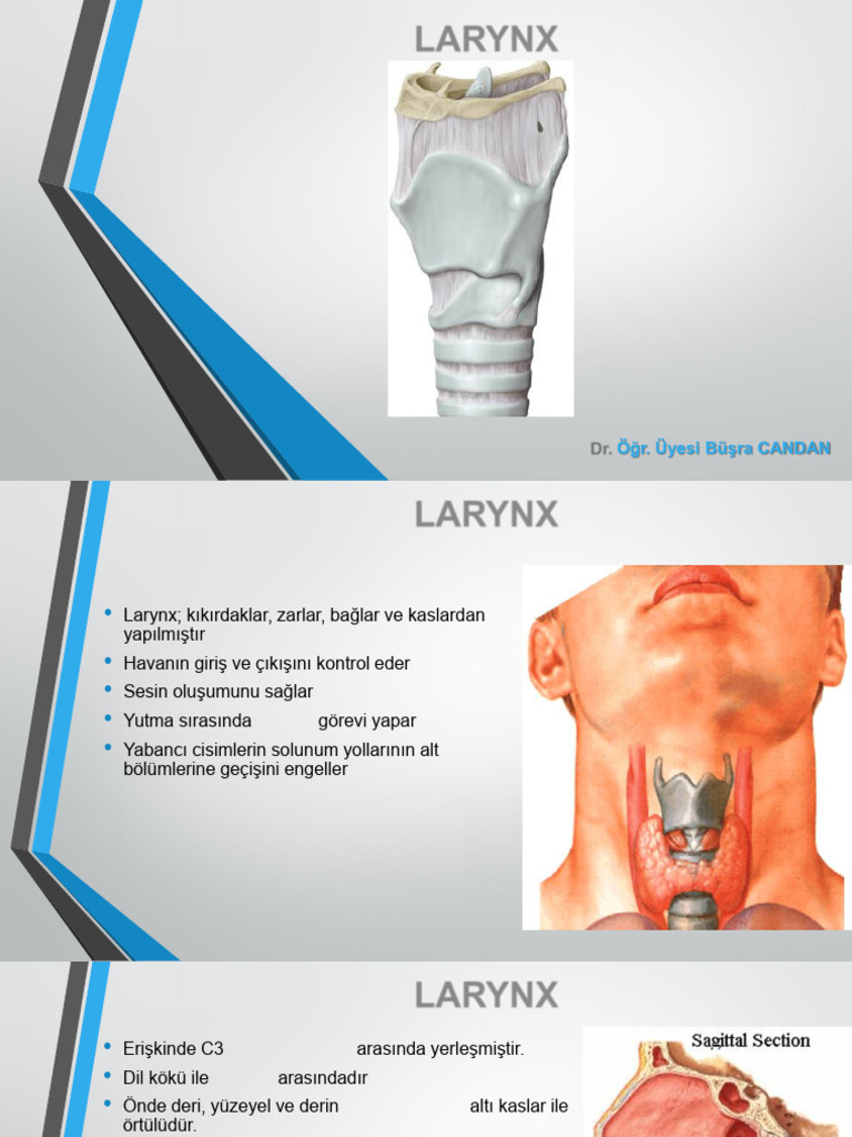 6 Larynx | PDF