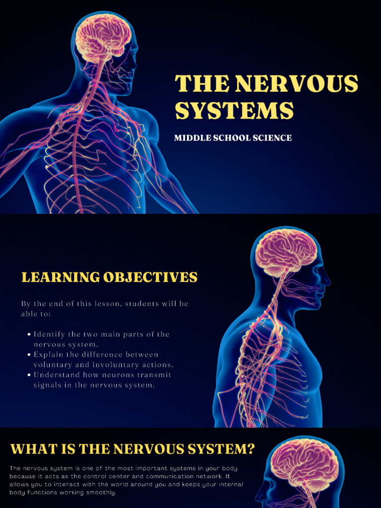The Nervous Systems Education Presentation Blue Animated Style | PDF