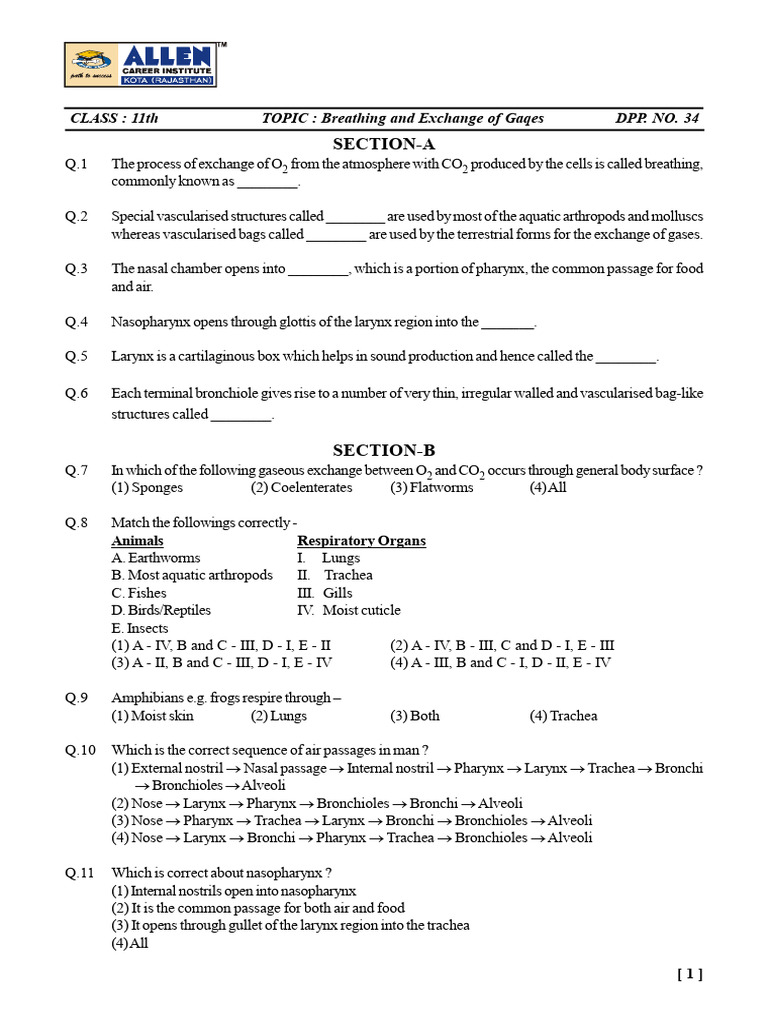 6 - Breathing & Exchange of Gases | PDF | Respiratory Tract ...