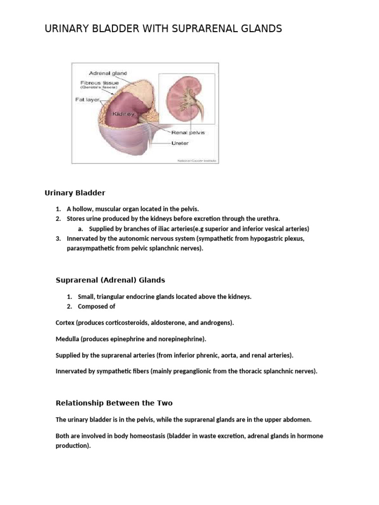 Urinary Bladder 2 | PDF
