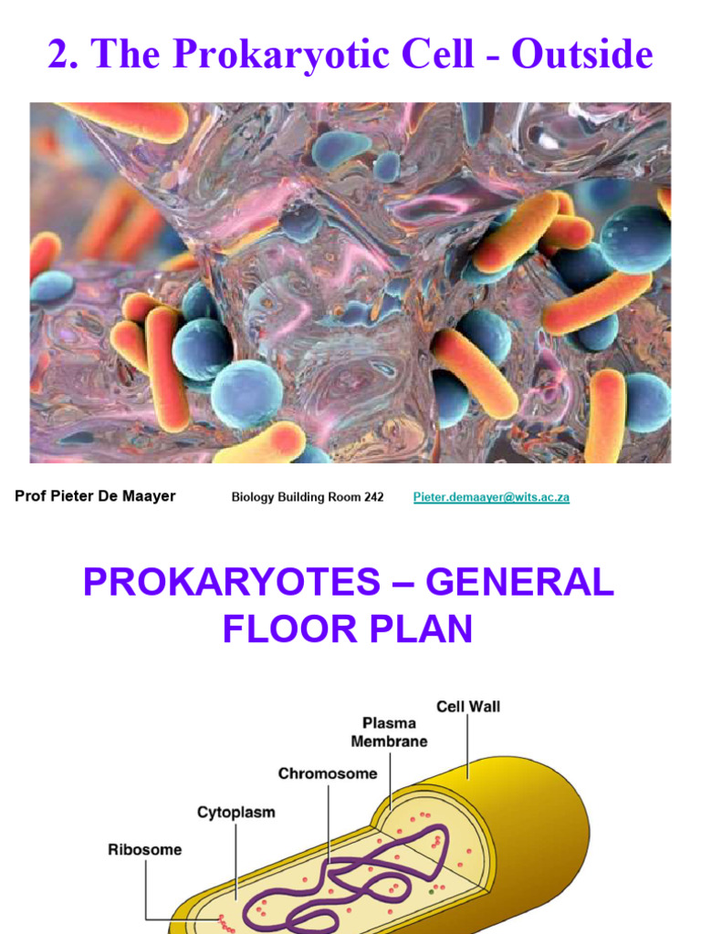 Prokaryotic Cell Structure and Function | PDF | Cell Wall | Cell (Biology)