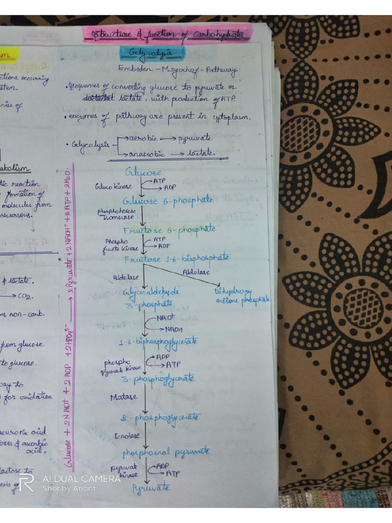 Mol Bio Ap.27 | PDF