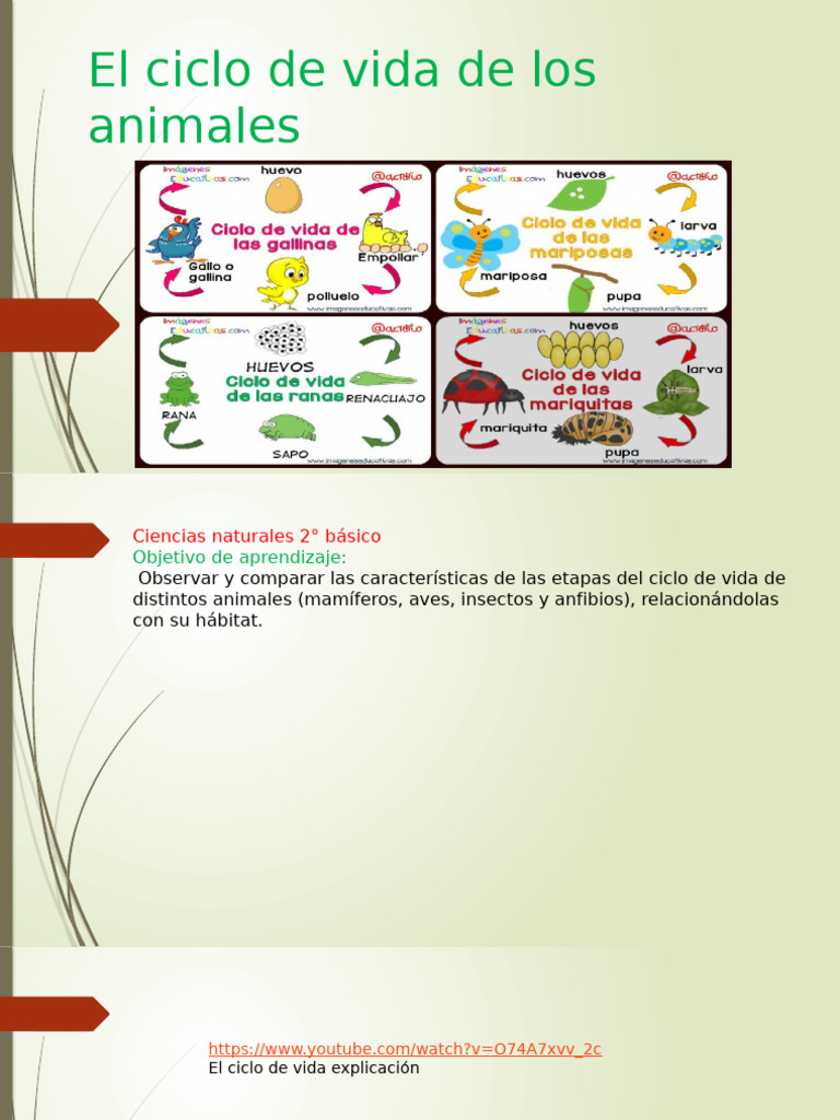 Ciclo de Vida de los Animales | PDF