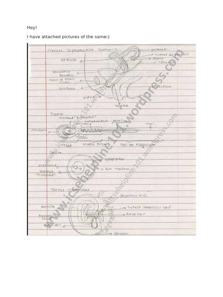 Diagrams For Biology Class 10 ICSE | PDF
