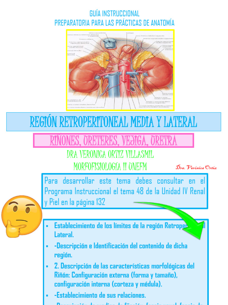 Anatomía de la Región Retroperitoneal | PDF | Riñón | Abdomen