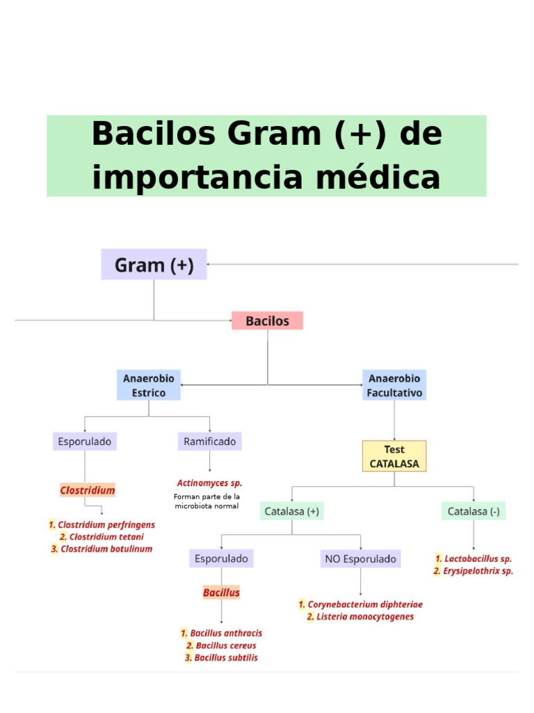 Bacilos Gram (+) y sus Infecciones Médicas | PDF | Microbiología ...