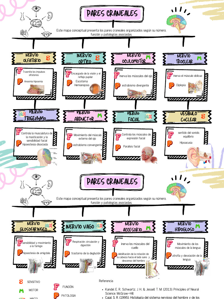 Mapa Conceptual Pares Craneales Keyla Barco | PDF | Nervio | Anatomía humana