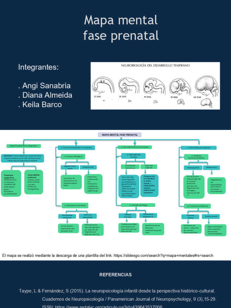 Mapa Mental de la Fase Prenatal | PDF | Genética | Biología