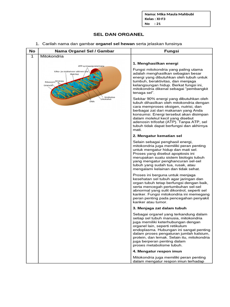 Tgs Sel-Organel-Fungsi Mika Maula Mahbubi | PDF
