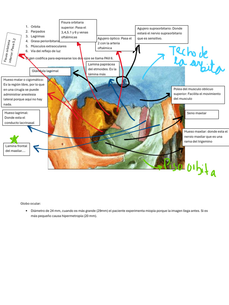 Orbita | PDF | Anatomía humana | Cabeza y cuello humanos