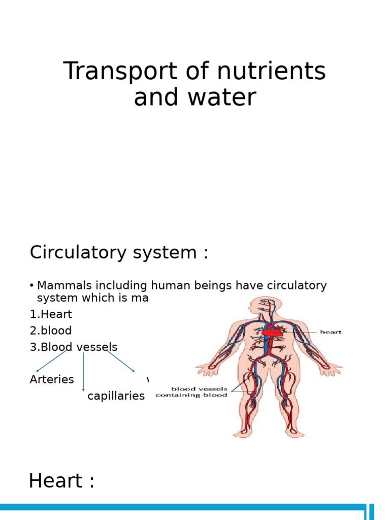 Overview of Human Circulatory System | PDF