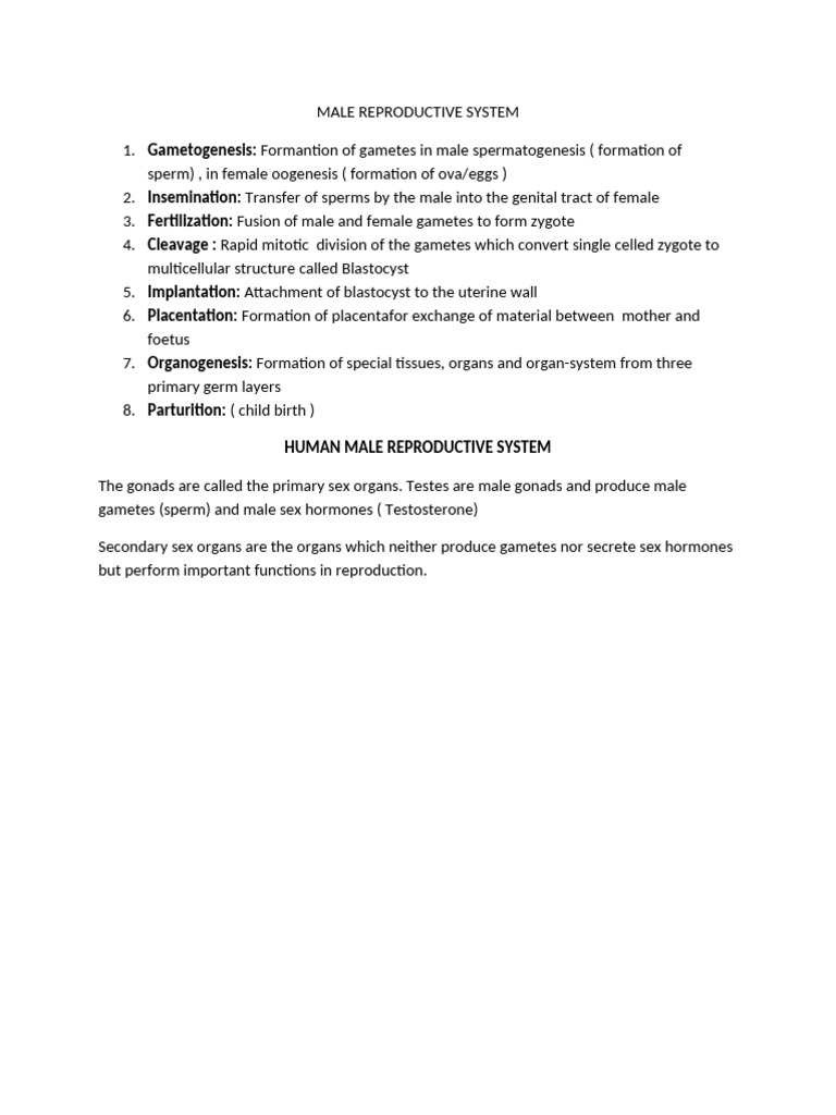 Male Reproductive System Pdf