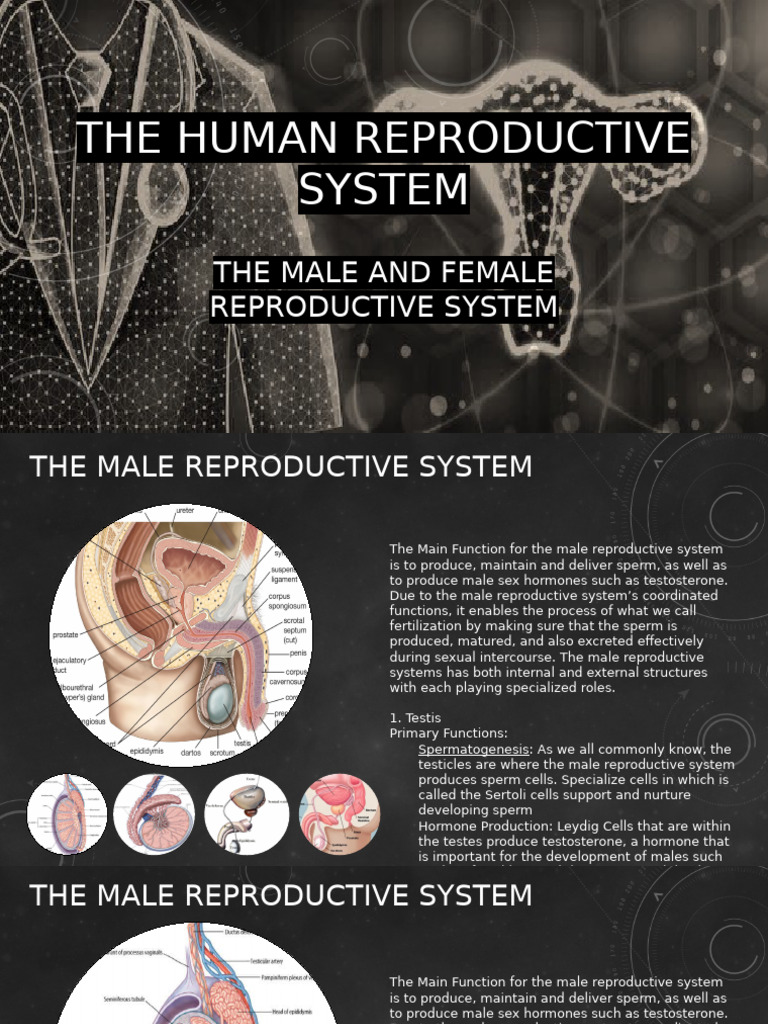Male Reproductive System Overview | PDF | Uterus | Testicle