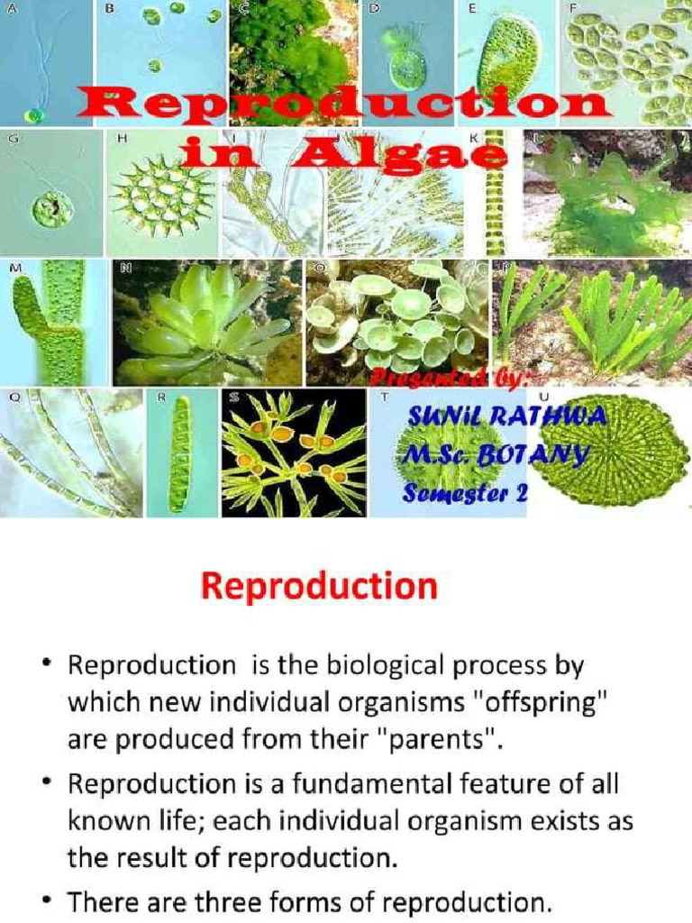 Reproduction in Algae | PDF