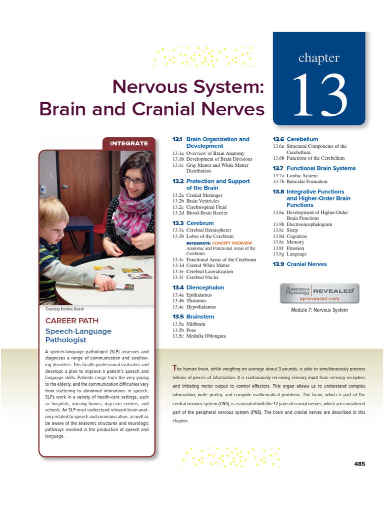 Chapter 13 - Brain and Cranial Nerves | PDF | Central Nervous System | Brainstem