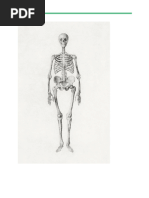 206 Human Bones Detailed Chart | PDF