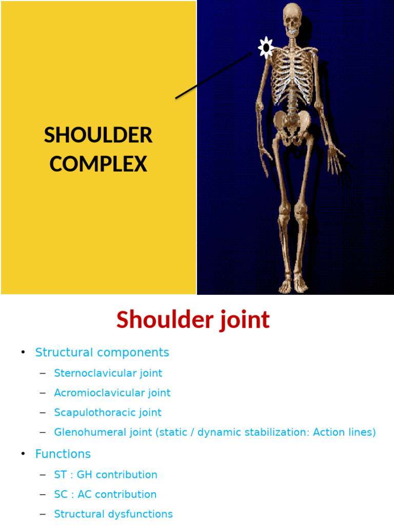 Shoulder Complex Class | PDF | Shoulder | Anatomical Terms Of Motion