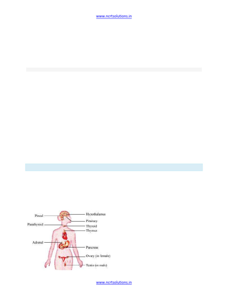 Class 11 NCERT: Endocrine System Solutions | PDF | Endocrine System ...