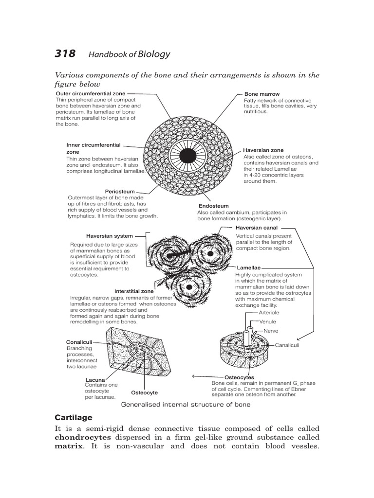 Bio Handbook 5 | PDF | Bone | Skeleton
