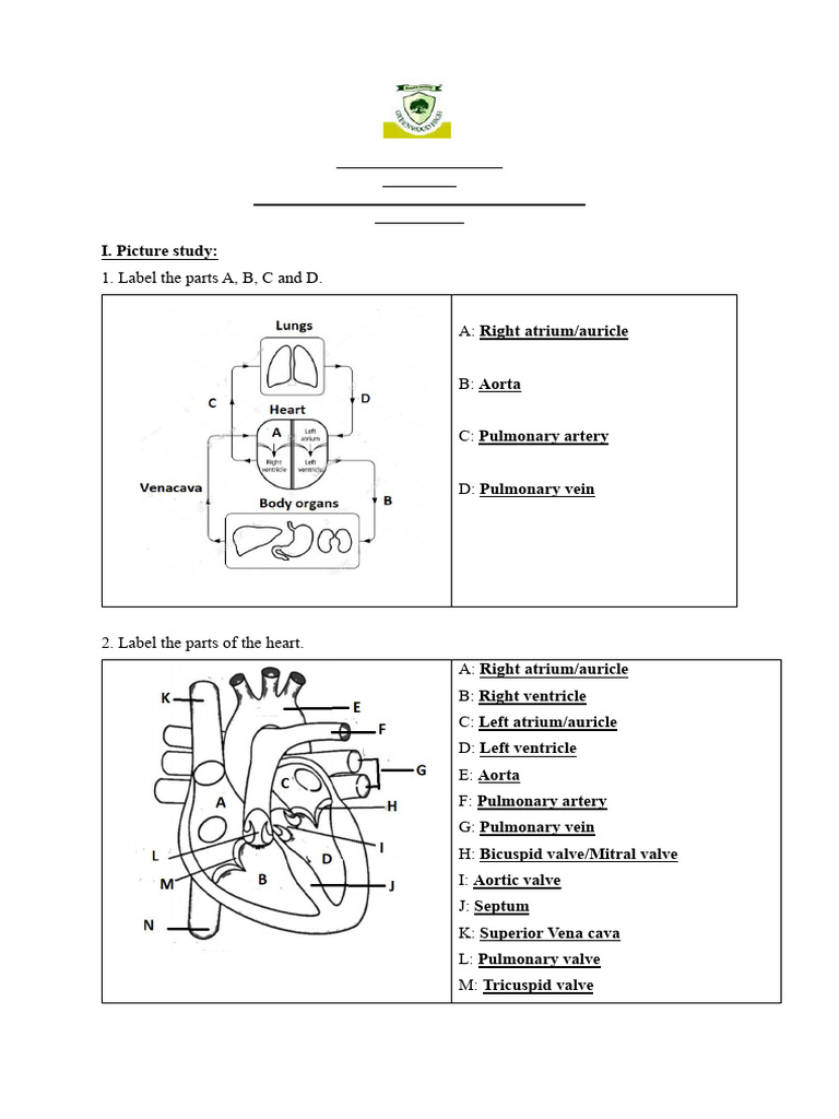 Grade 5 Circulatory System Answer Key | PDF | Atrium (Heart) | Heart