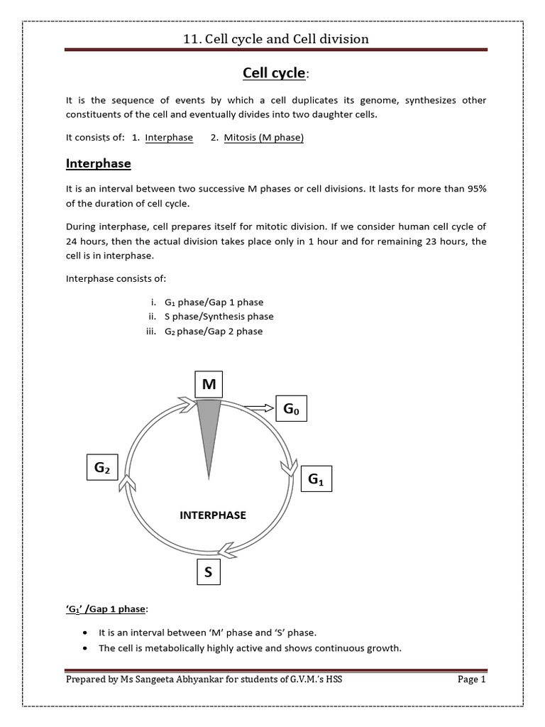 Cell Cycle and Division Explained | PDF | Meiosis | Mitosis