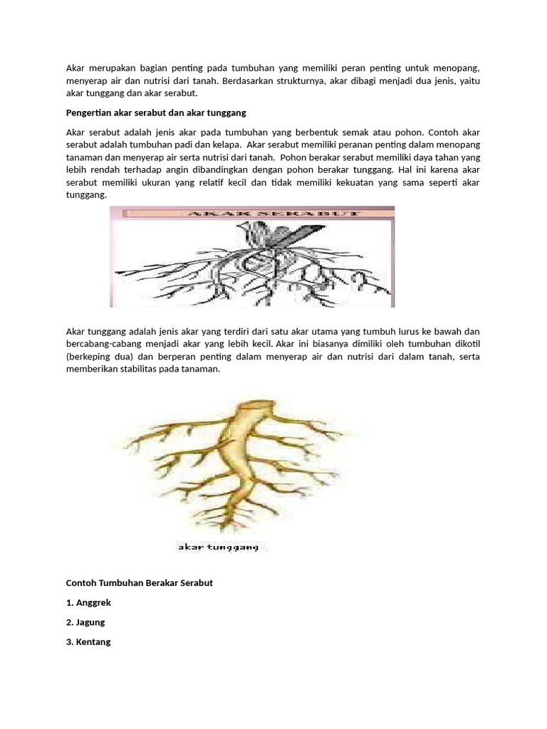 Perbedaan Akar Serabut dan Tunggang | PDF