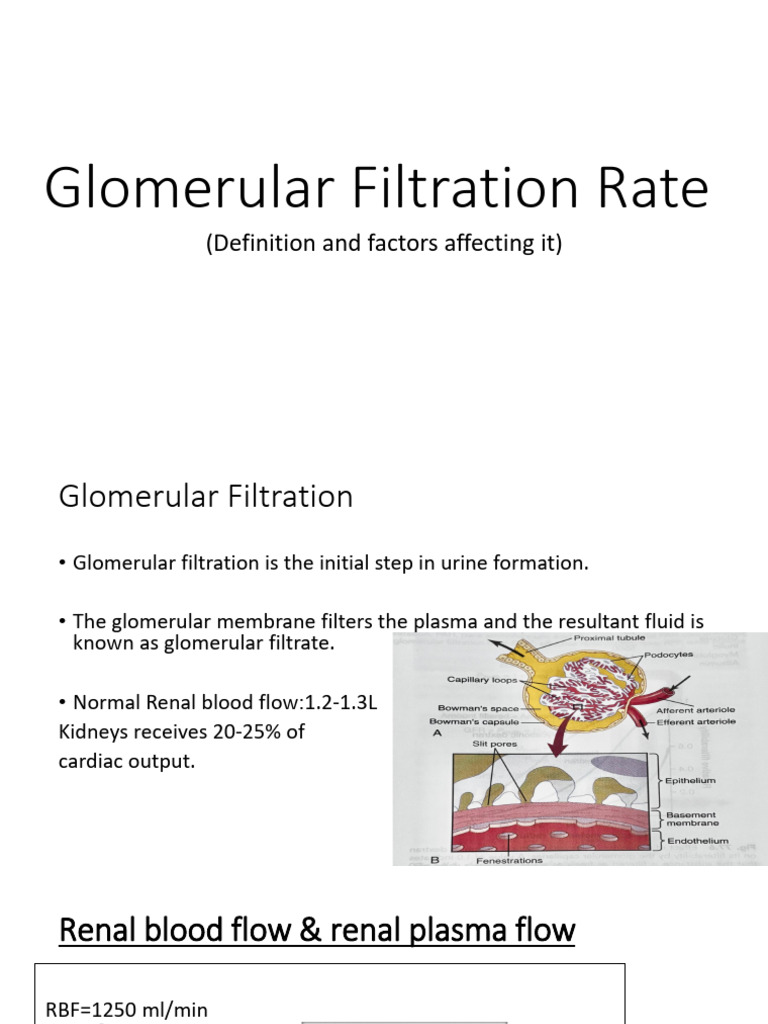 Glomerular Filtration Rate | PDF | Kidney | Medical Specialties