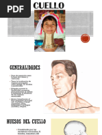 Regiones y Estructuras del Cuello | PDF | Piel | Cuello