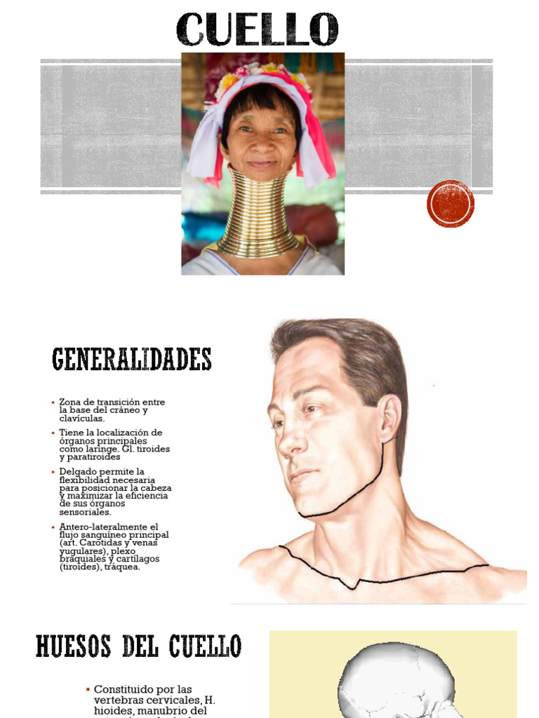Anatomía y Estructuras del Cuello | PDF | Laringe | Sistema ...