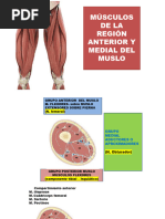 Anatomía de los Músculos Mediales del Muslo | PDF | Extremidades ...