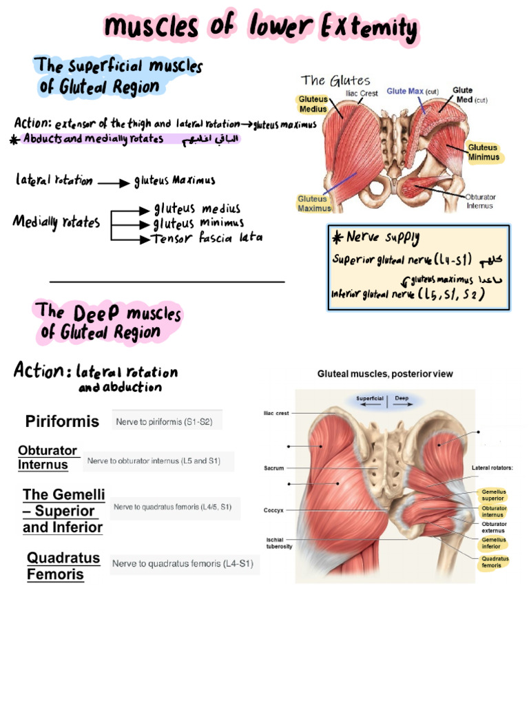 Muscles of The Lower Limb | PDF