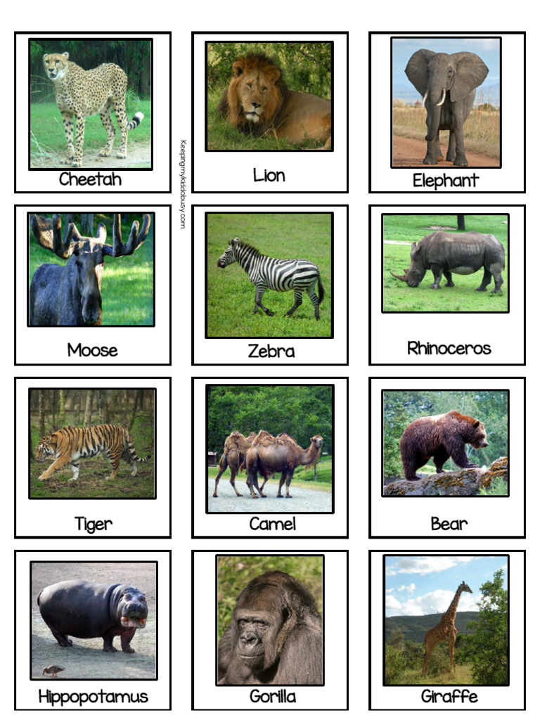 Wild Animals | PDF