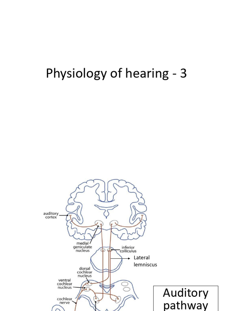 Physiology of Hearing - 3 | PDF