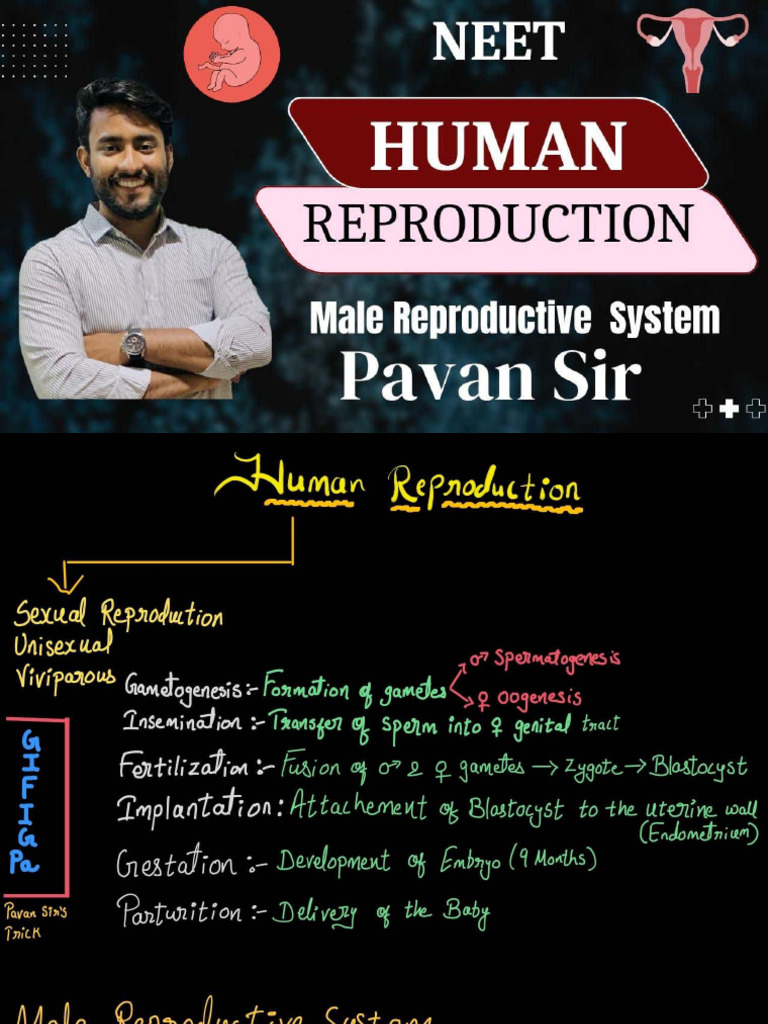L 1human Reproduction Male Reproduction System by Pavan Sir | PDF
