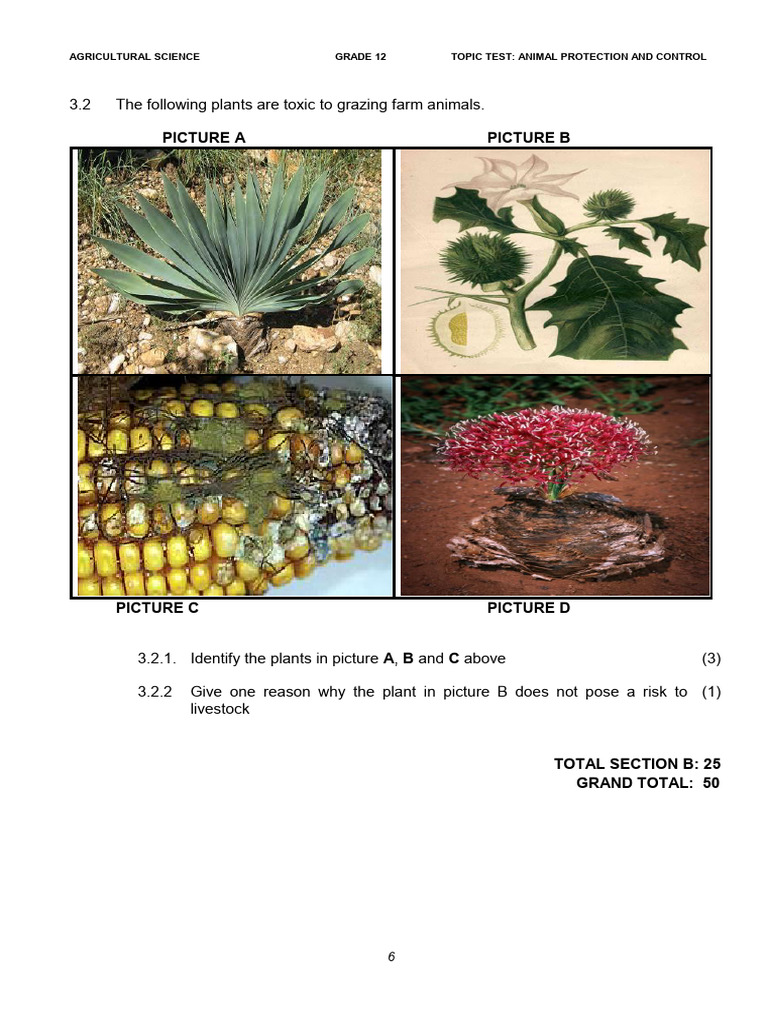 Agric Grade 12 Topic Test - Animal Health & Diseases | PDF